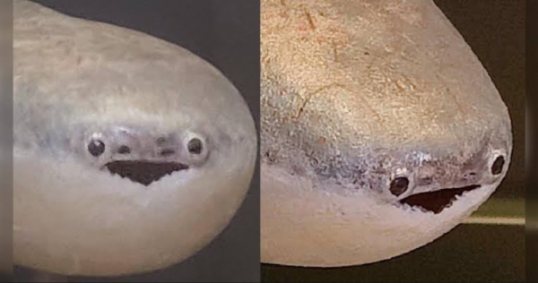 470-million-year-old fish Sacabambaspis goes viral in Japan, Among Us ...