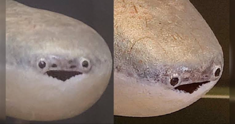 470-million-year-old fish Sacabambaspis goes viral in Japan, Among Us ...