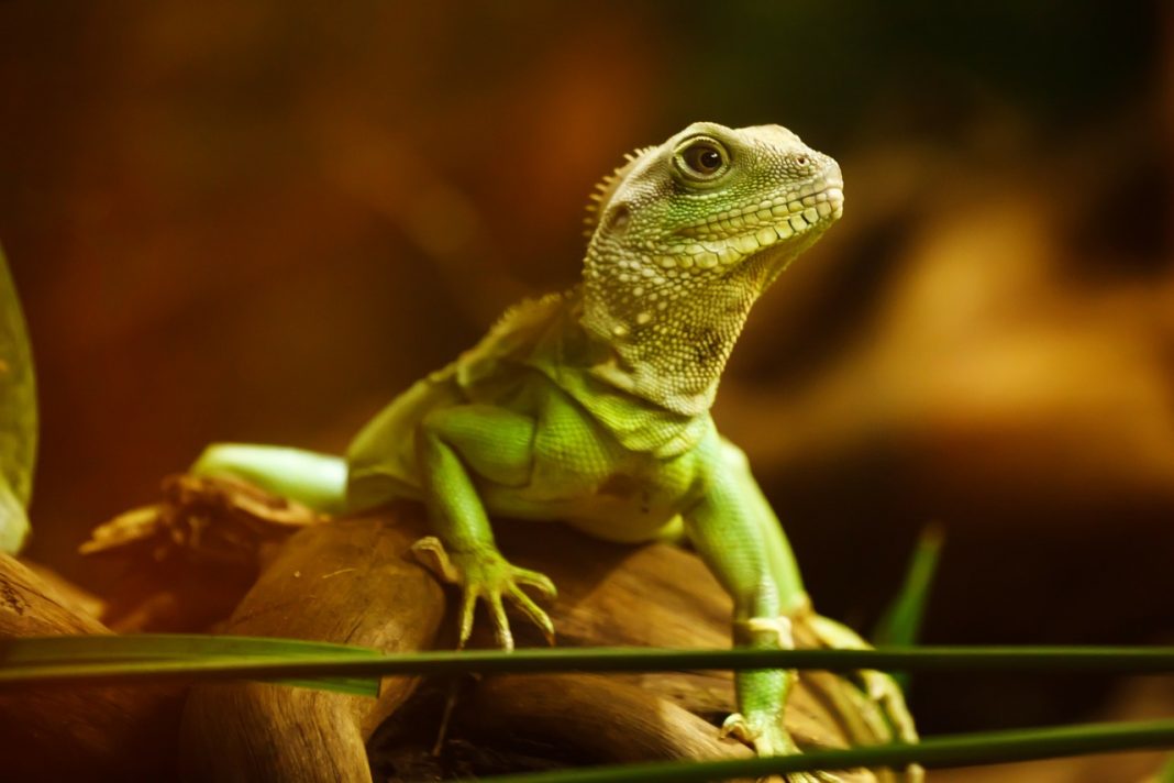 昨年ゲーム業界を騒がせた「Lizard Squad」の17歳青年が裁きを受ける、執行猶予付きの有罪判決 - AUTOMATON